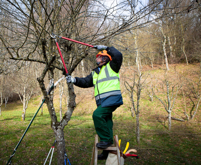 Why Tree Pruning is Important | Wes' Tree Service Inc. Why Tree Pruning is Important | Wes' Tree Service Inc.